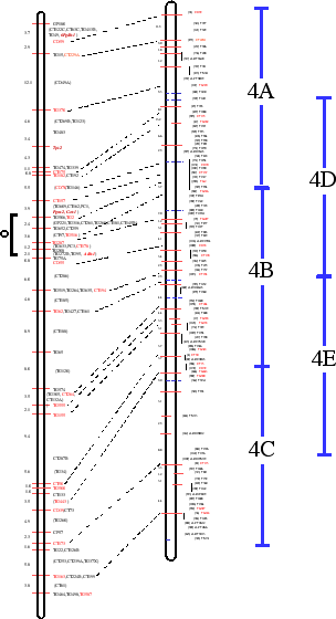Chromosome 4 - BreedBase